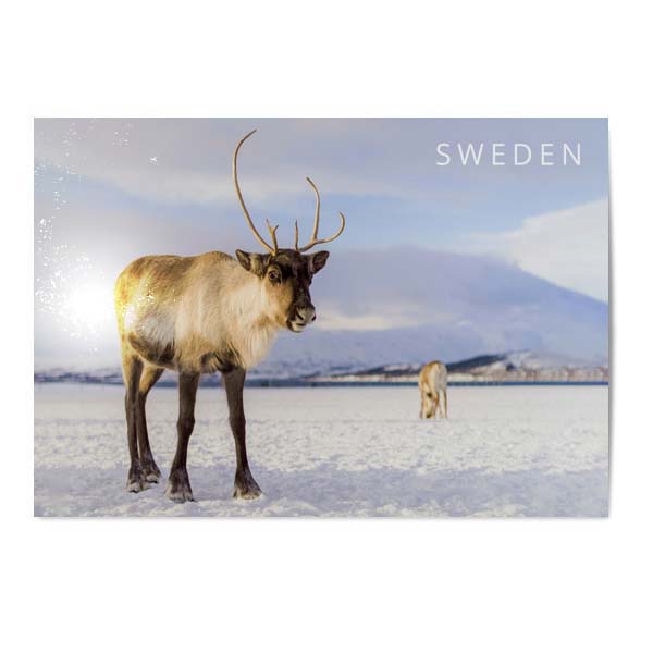 Vykort Renar: Skicka en Bit av den Nordiska Vildmarkens Magi ...
