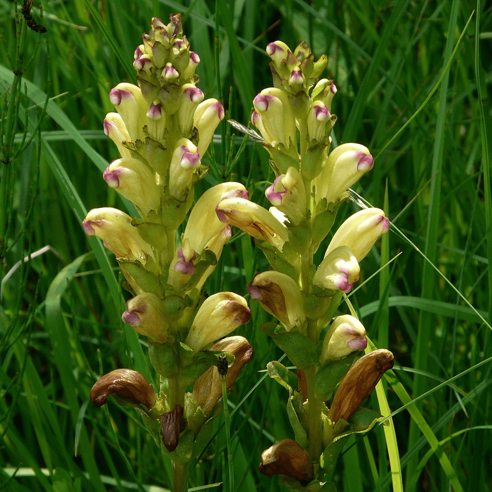 Kung Karls spira - Västerbottens landskapsblomma med fjällprakt ...